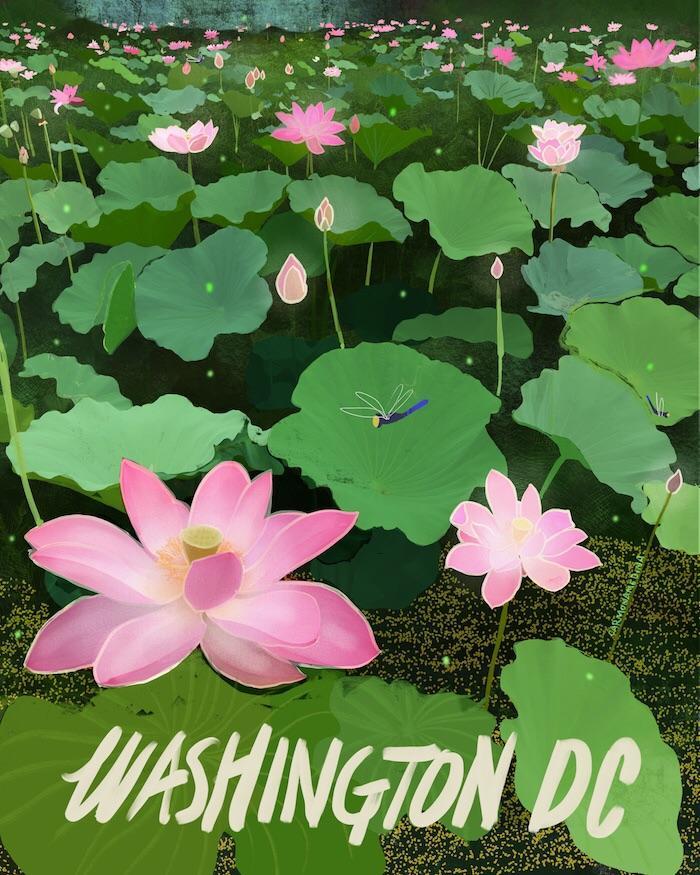 Lotus Flowers - Kenilworth Garden – Penny Post, Alexandria VA